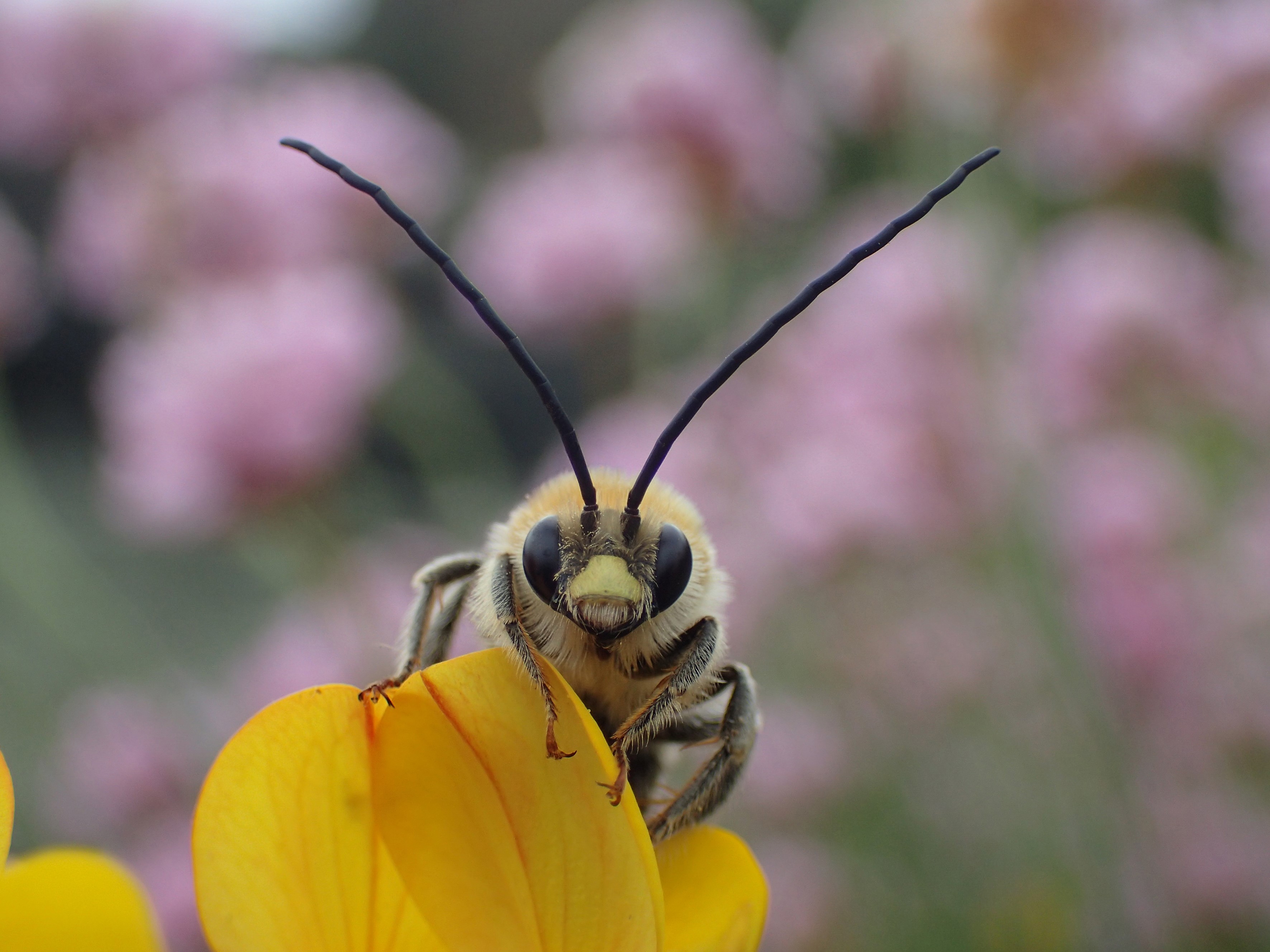 The Long-horned Bee, a Victim of Changing Times - Buglife Blog - Buglife