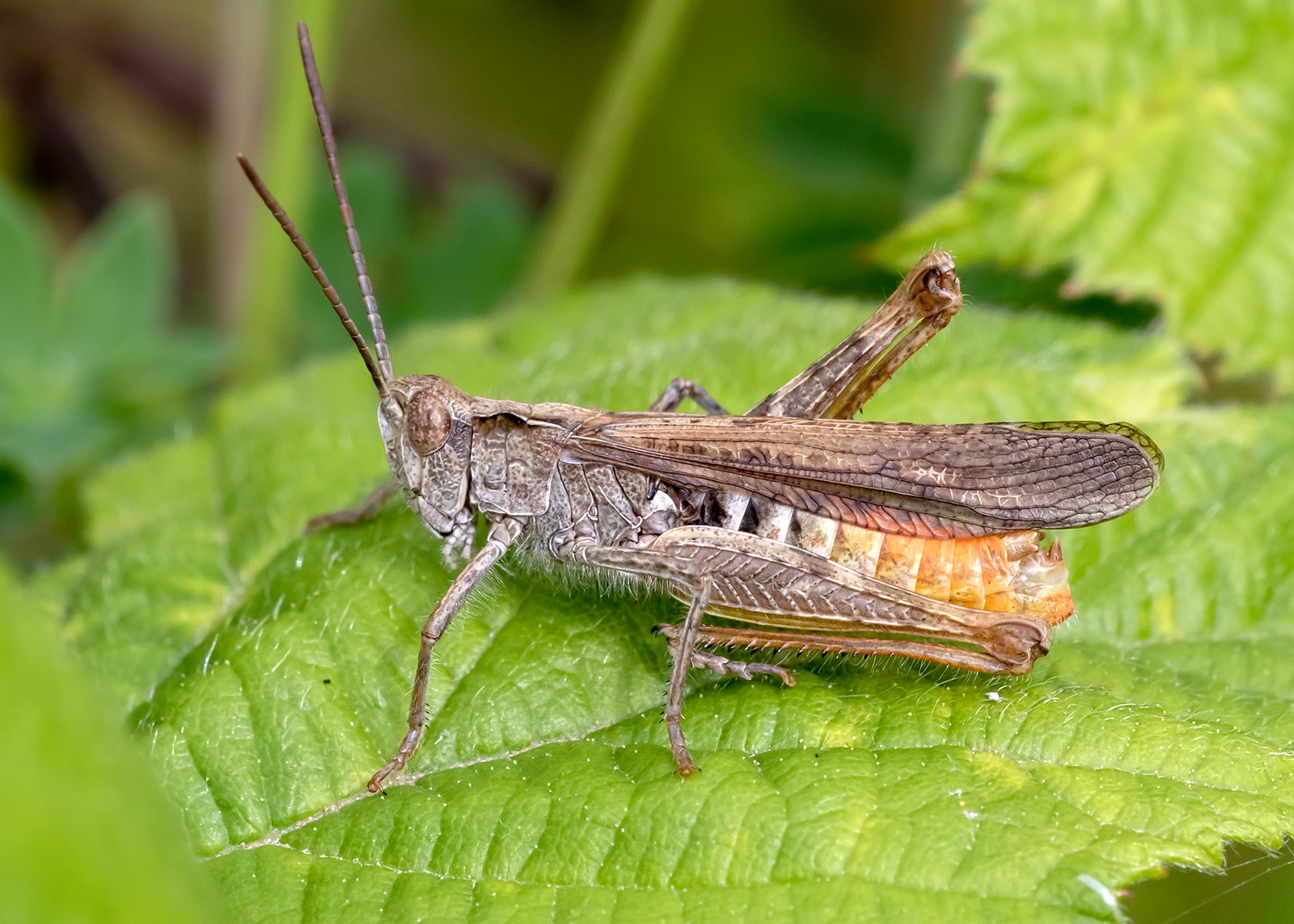 Field Grasshopper - Bug Directory - Buglife