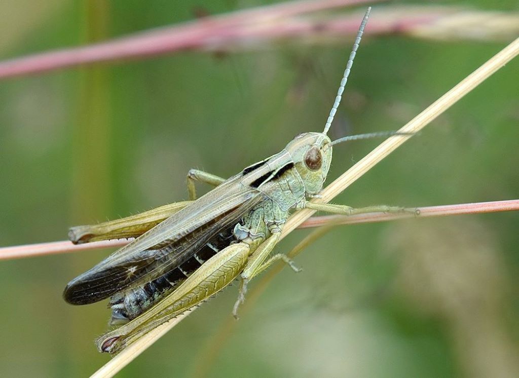Common Green Grasshopper Bug Directory Buglife