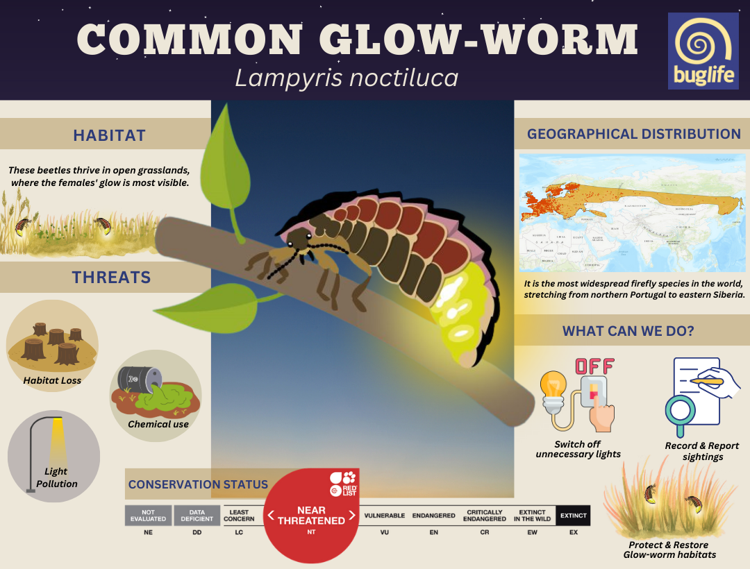European Glow-worm and Firefly Species are in decline - Buglife latest news