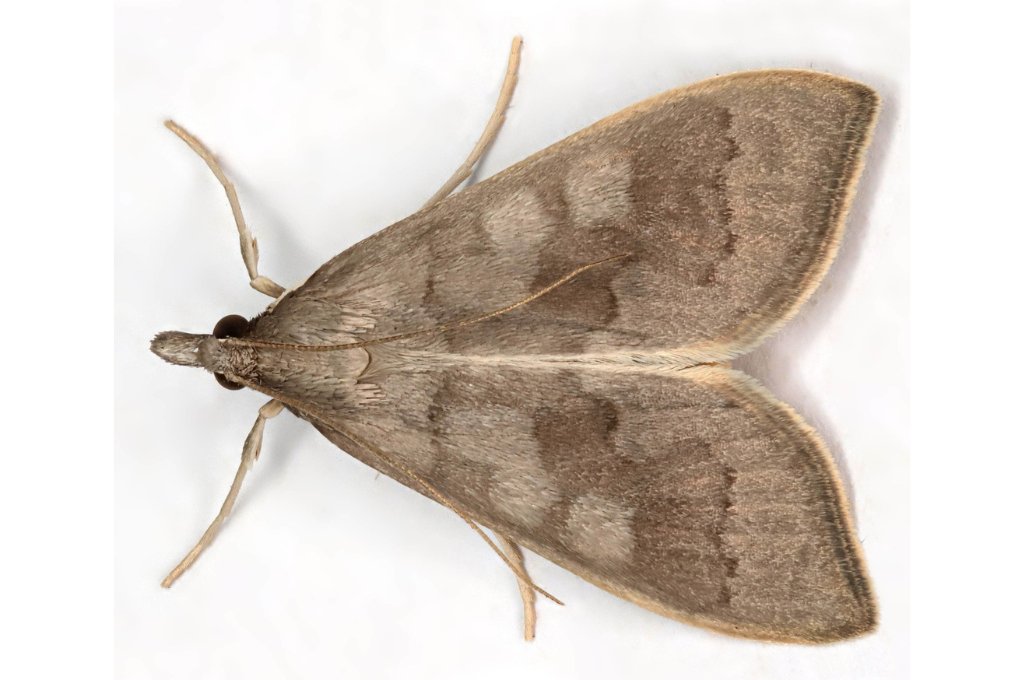 Coastal Pearl - Bug Directory - Buglife