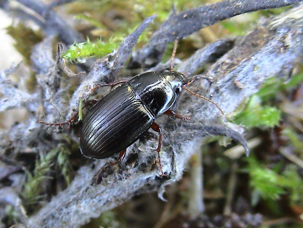 Wormwood Moonshiner Project - Buglife projects