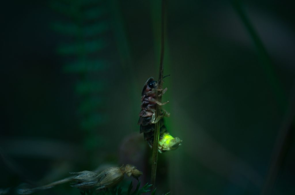 Common Glow-worm - Bug Directory - Buglife