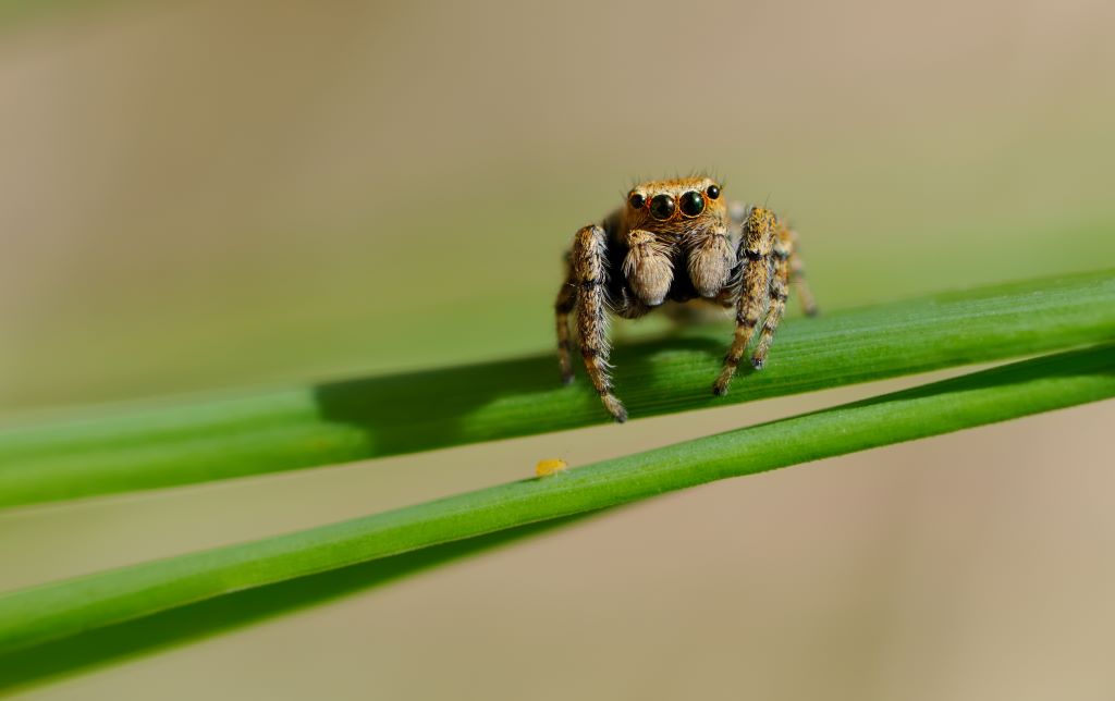 Spectacular Spiders - Buglife