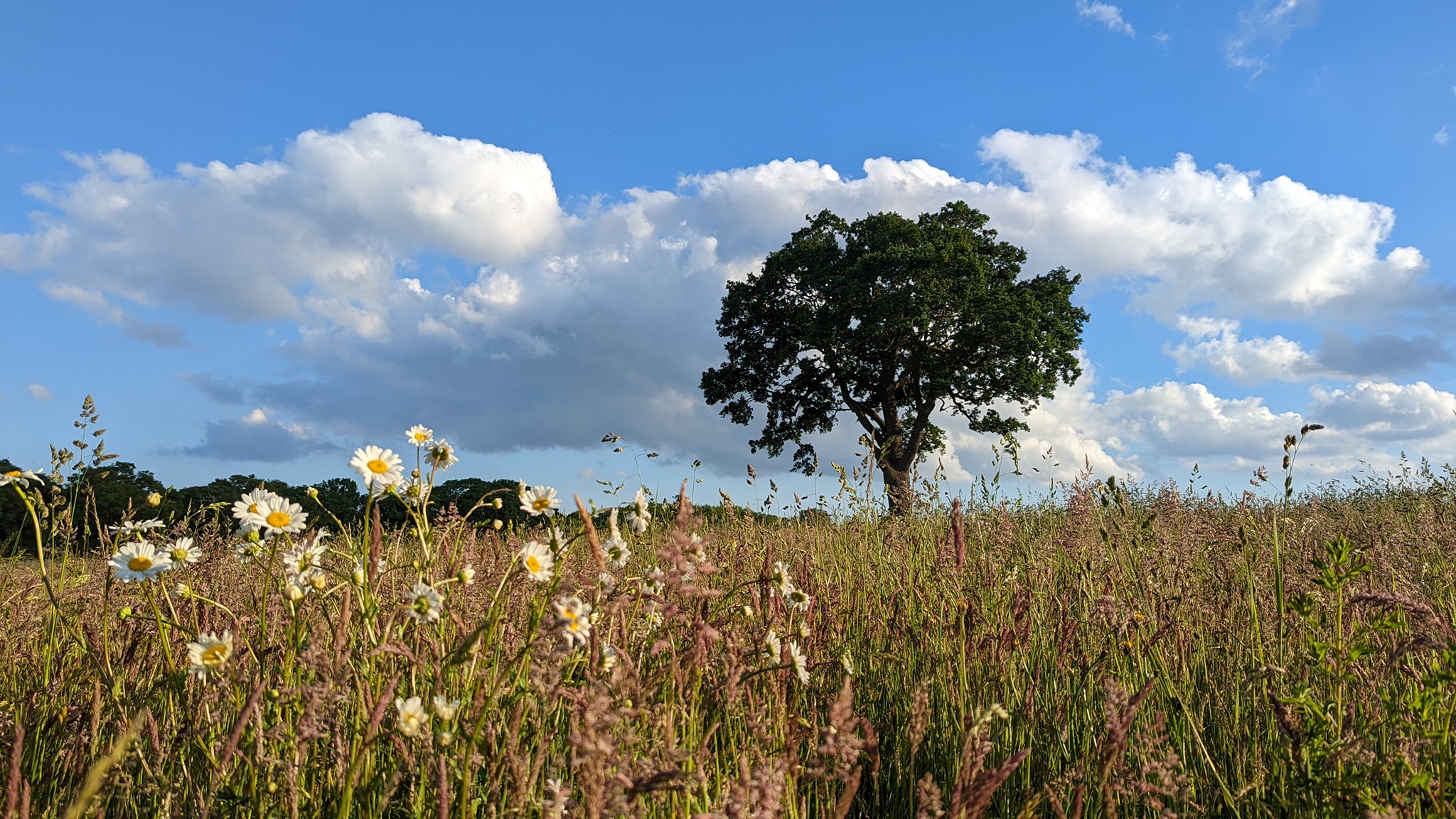 Conservation charities hail recommendation to save Middlewick Ranges ...