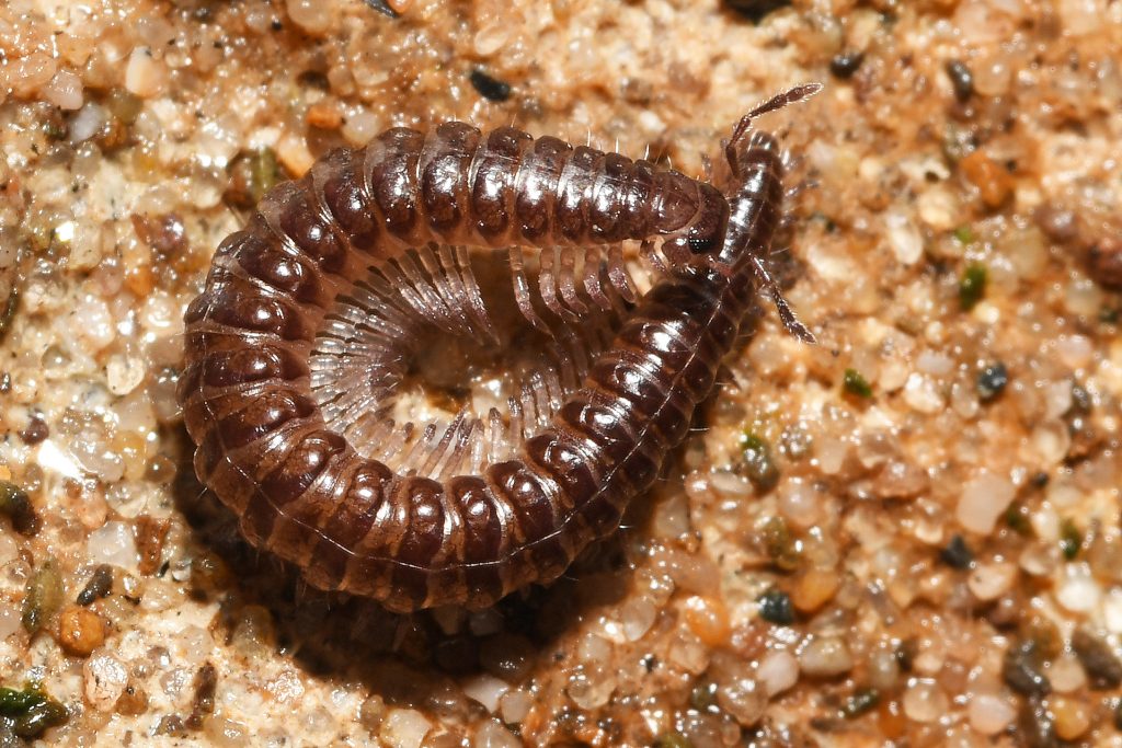 The Mardy Monster - Bug Directory - Buglife