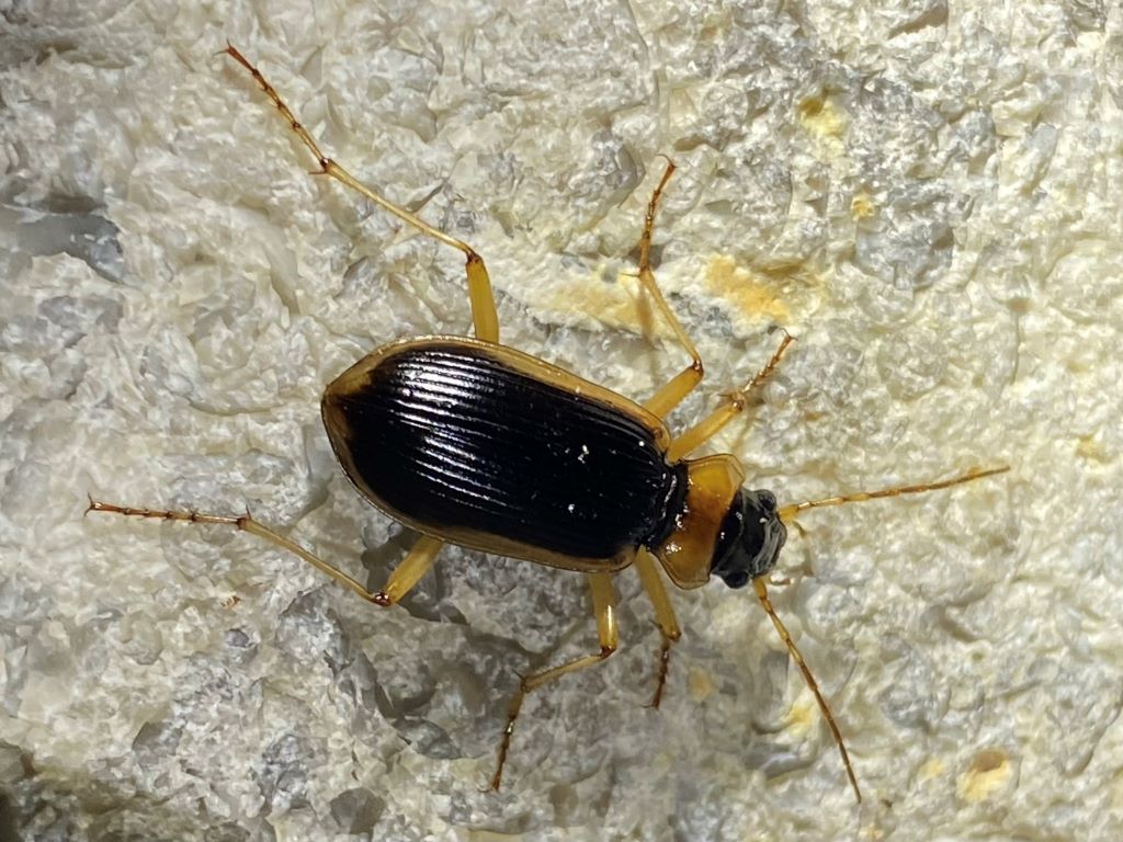 Cliff Comber Beetle - Buglife projects