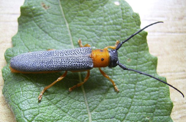 Species Recovery Projects - Buglife