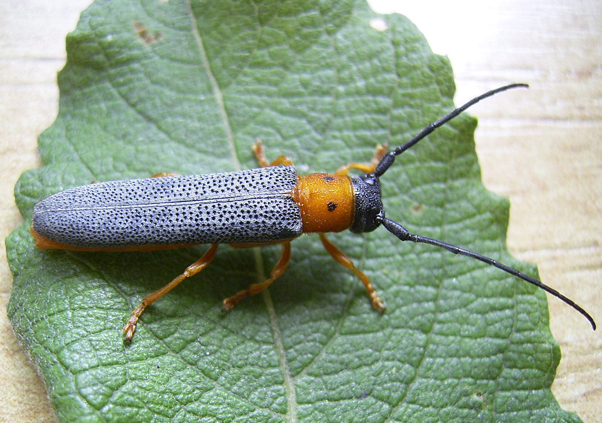 Eyed Longhorn Beetle - Bug Directory - Buglife