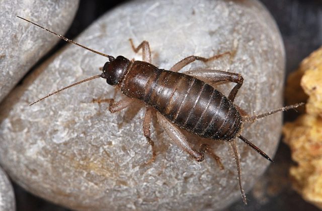 Species Recovery Projects - Buglife