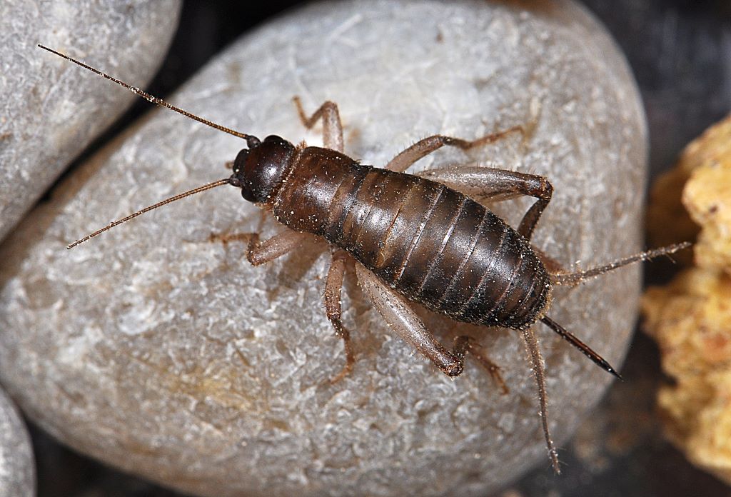 Scaly Cricket - Bug Directory - Buglife