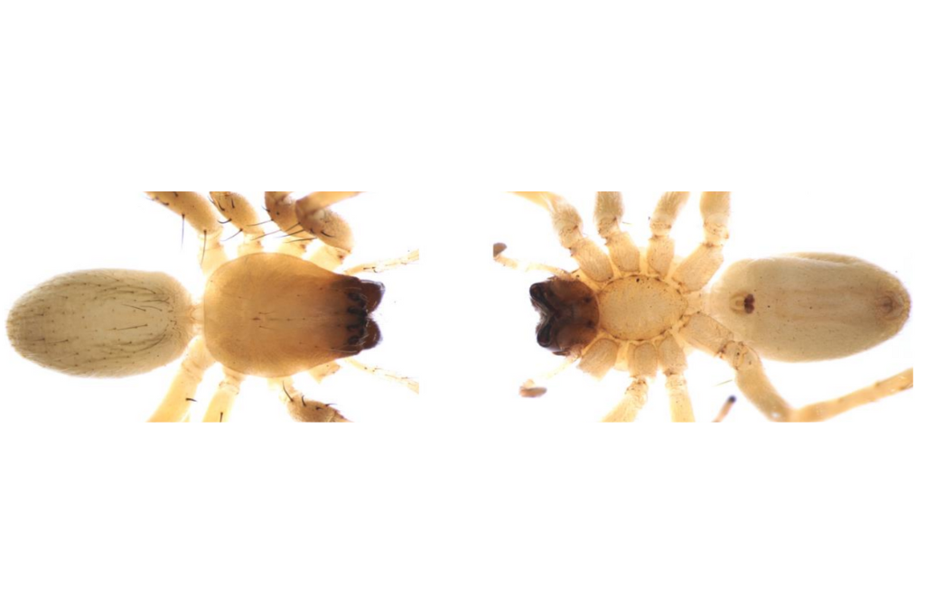 Ascension Sac Spider - Bug Directory - Buglife