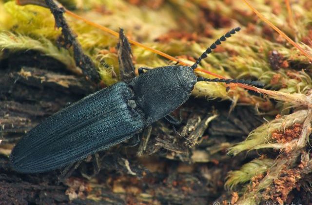 Species Recovery Projects - Buglife