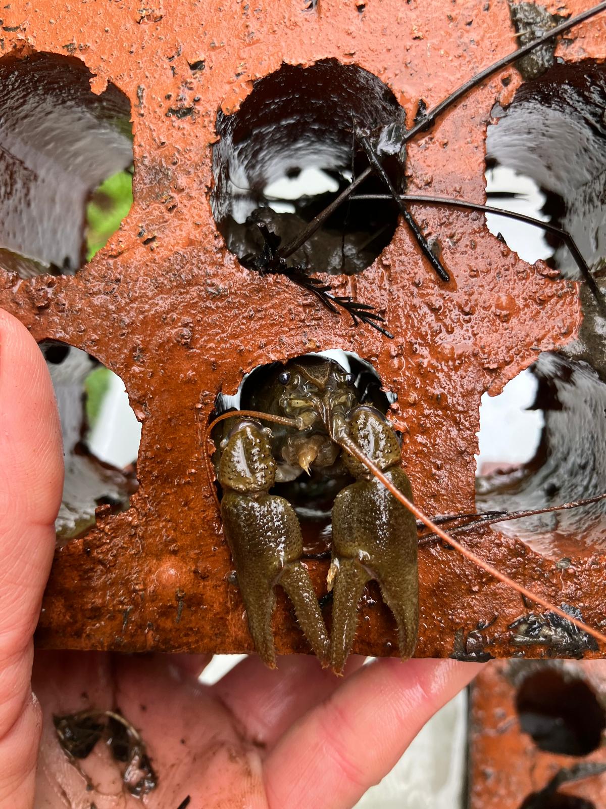 Sustainable Solution: Surplus Bricks Repurposed to Create Vital ...