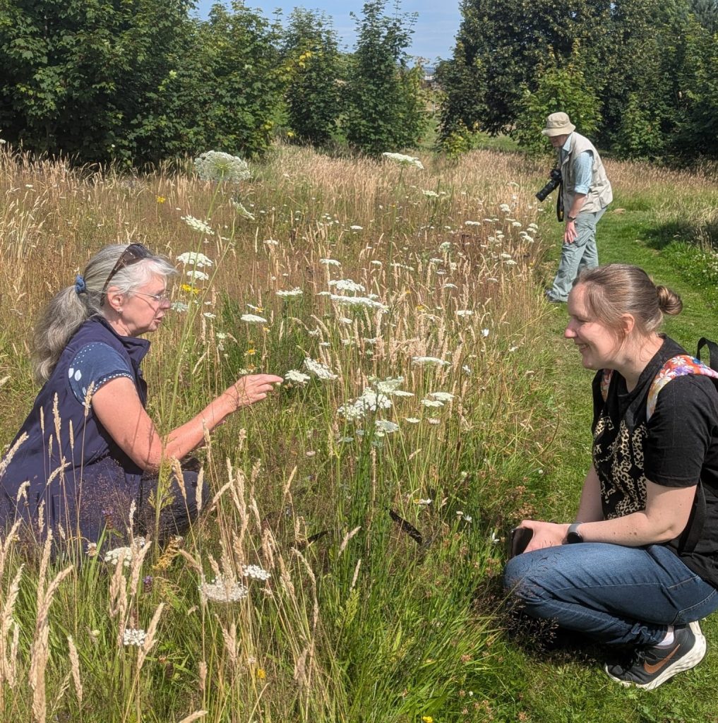 Engaging Communities in Aberdeen B-Lines - Buglife Blog - Buglife