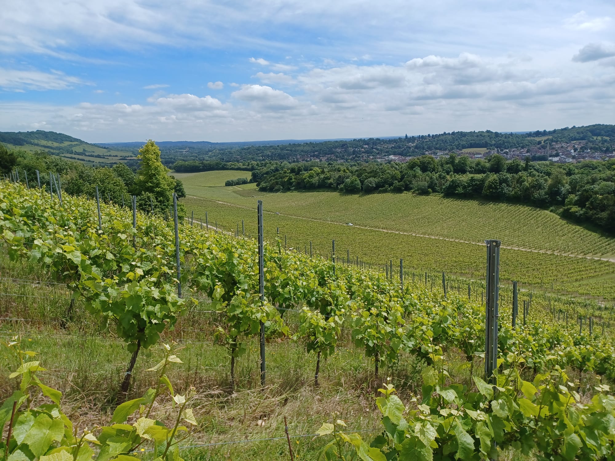 Meadows Between the Vines: B-Lines and Surrey’s Vineyards - Buglife Blog - Buglife