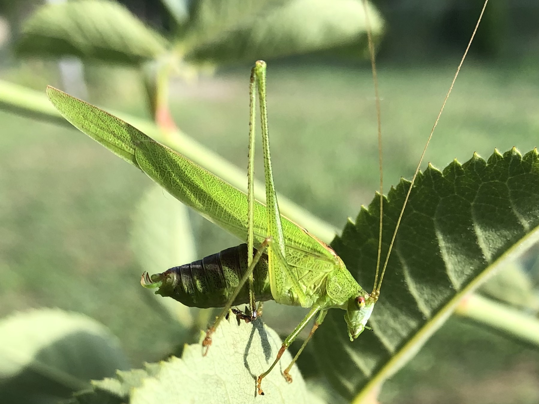 Sickle-bearing Bush-cricket - Bug Directory - Buglife