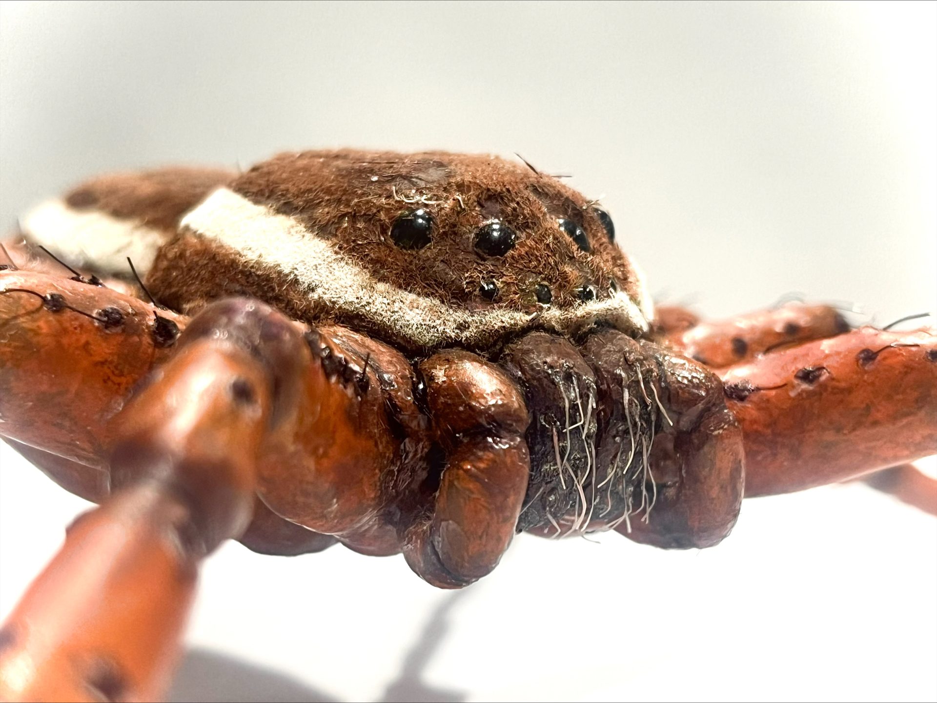 The aquatic spiders of the fens - Buglife Blog - Buglife