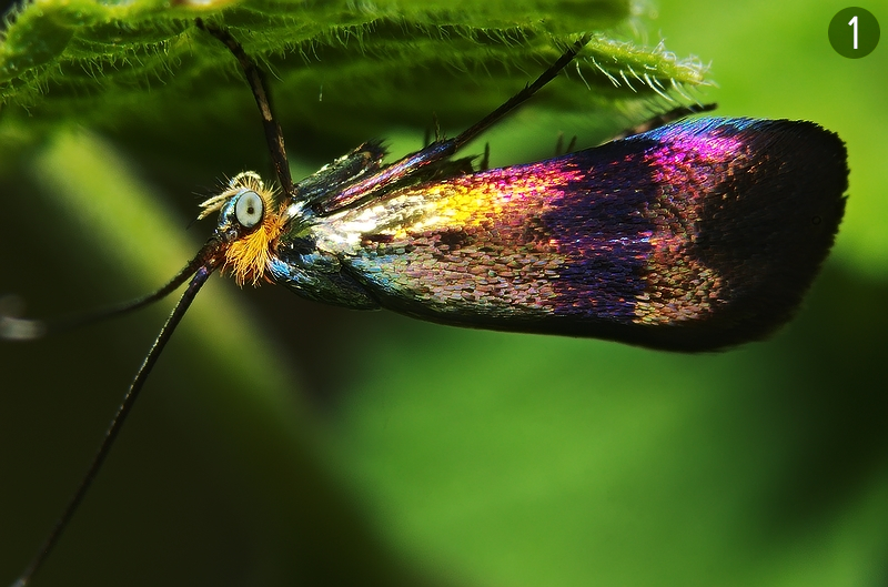 Surveying the Horehound Long-horn Moth - Buglife Blog - Buglife