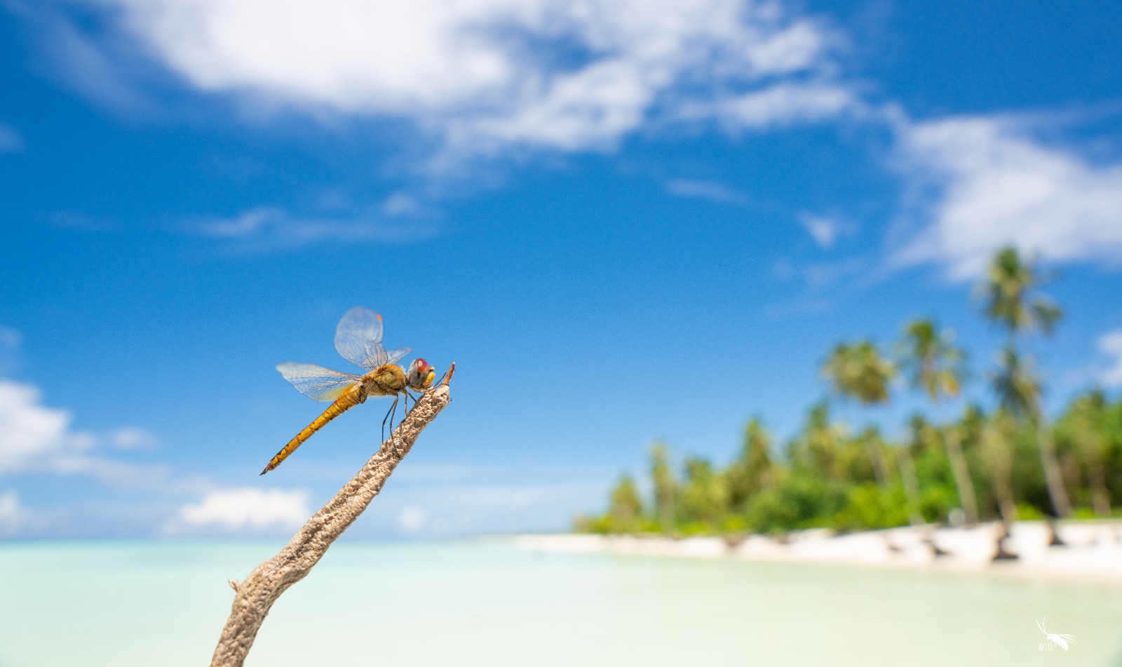 Insect Migration (Part 1) - Buglife Blog - Buglife