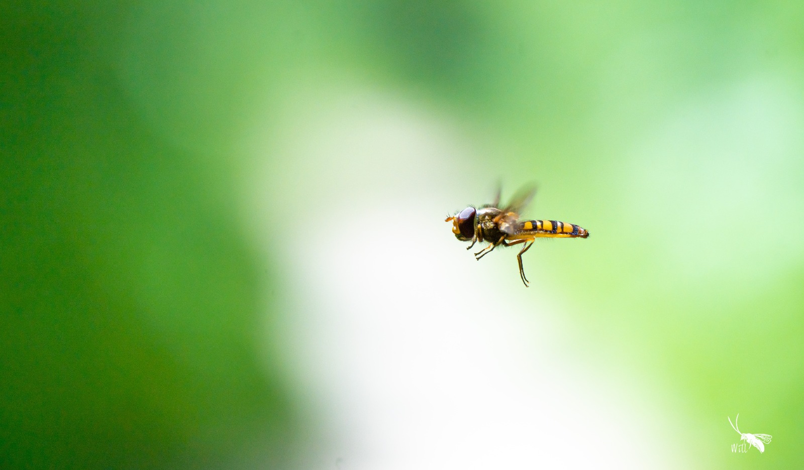 Stori am fudo allan o Gymru (Rhan 2) - Buglife Blog - Buglife