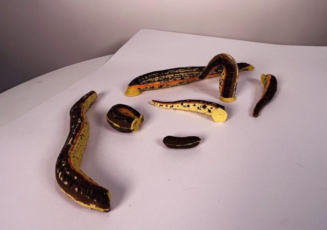 A fresh look at one of Scotland’s Medicinal Leeches - Buglife Blog ...