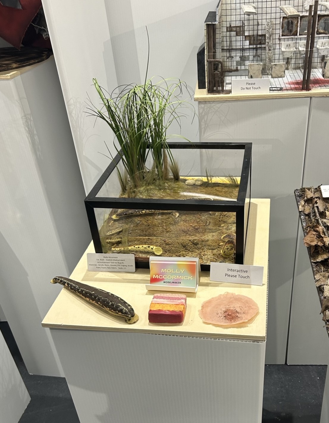 A fresh look at one of Scotland’s Medicinal Leeches - Buglife Blog ...