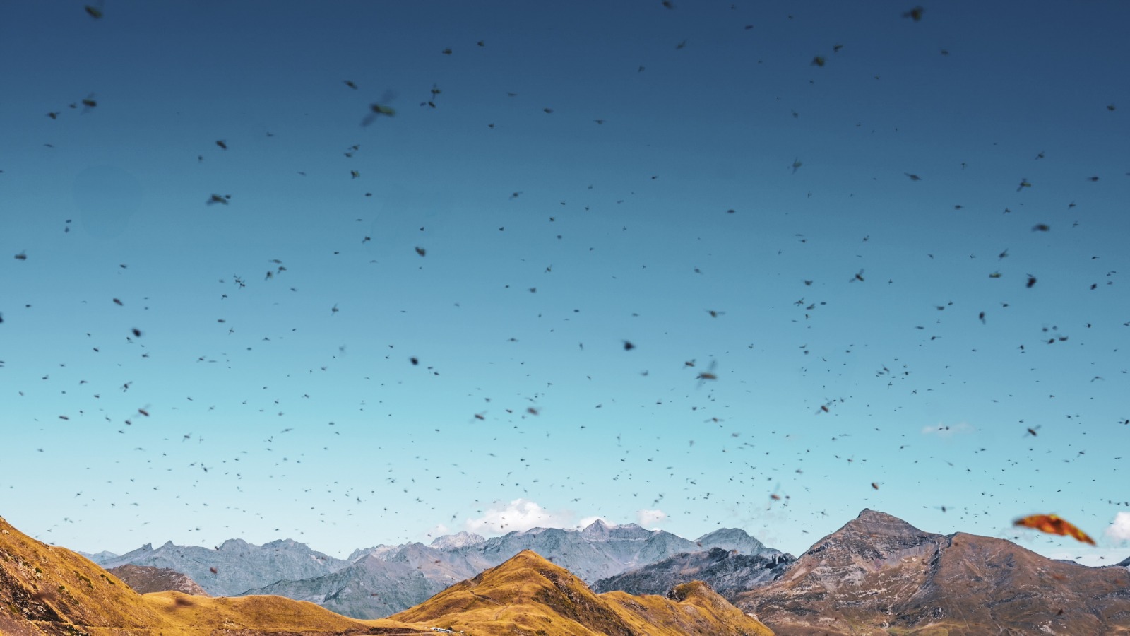 Insect Migration (Part 1) - Buglife Blog - Buglife