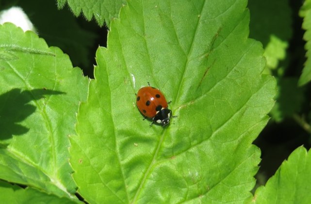 Seven-spot Ladybird - Bug Directory - Buglife