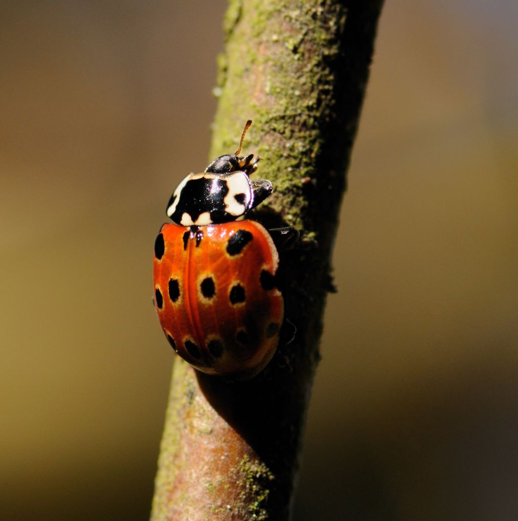 Lovely Ladybirds - Buglife