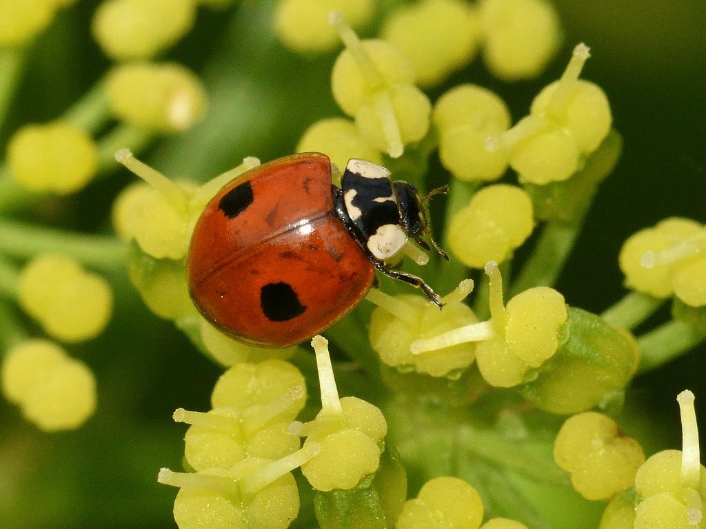 Two-spot Ladybird - Bug Directory - Buglife