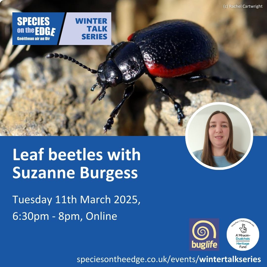 Species on the Edge - Winter Talk Series: Leaf beetles with Suzanne Burgess - Upcoming events ...