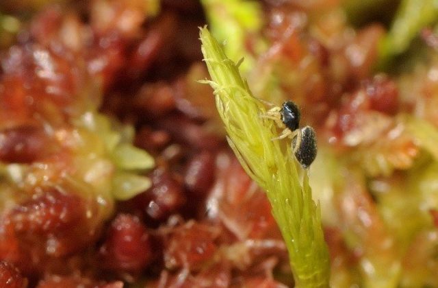 Buglife Scotland - Buglife