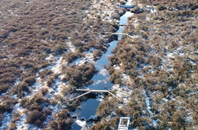 Bogs for Bugs - Buglife