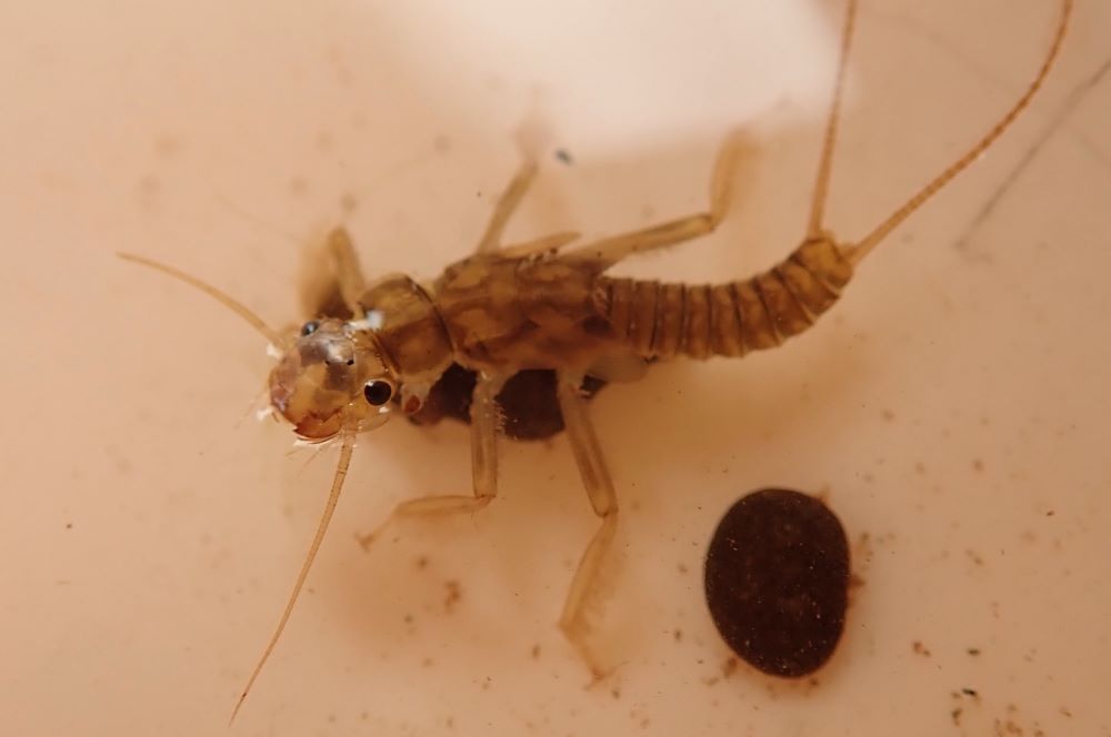 Pryf y cerrig Isogenus nubecula - Buglife projects