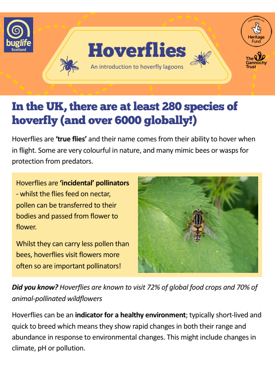 Get London Buzzing - Buglife projects