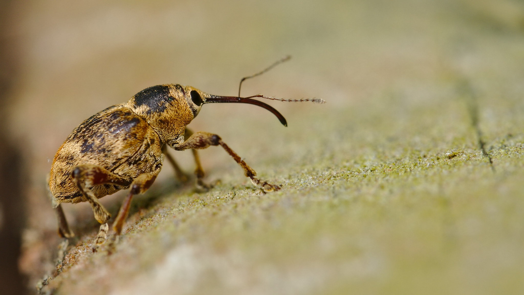 An expedition for weevils, hidden beasts and mammals with Buglife NI ...