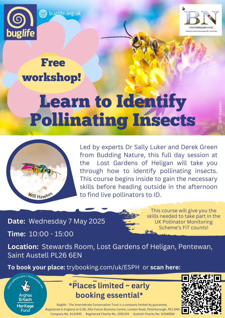 Pollinator identification workshop - Upcoming events related to Buglife