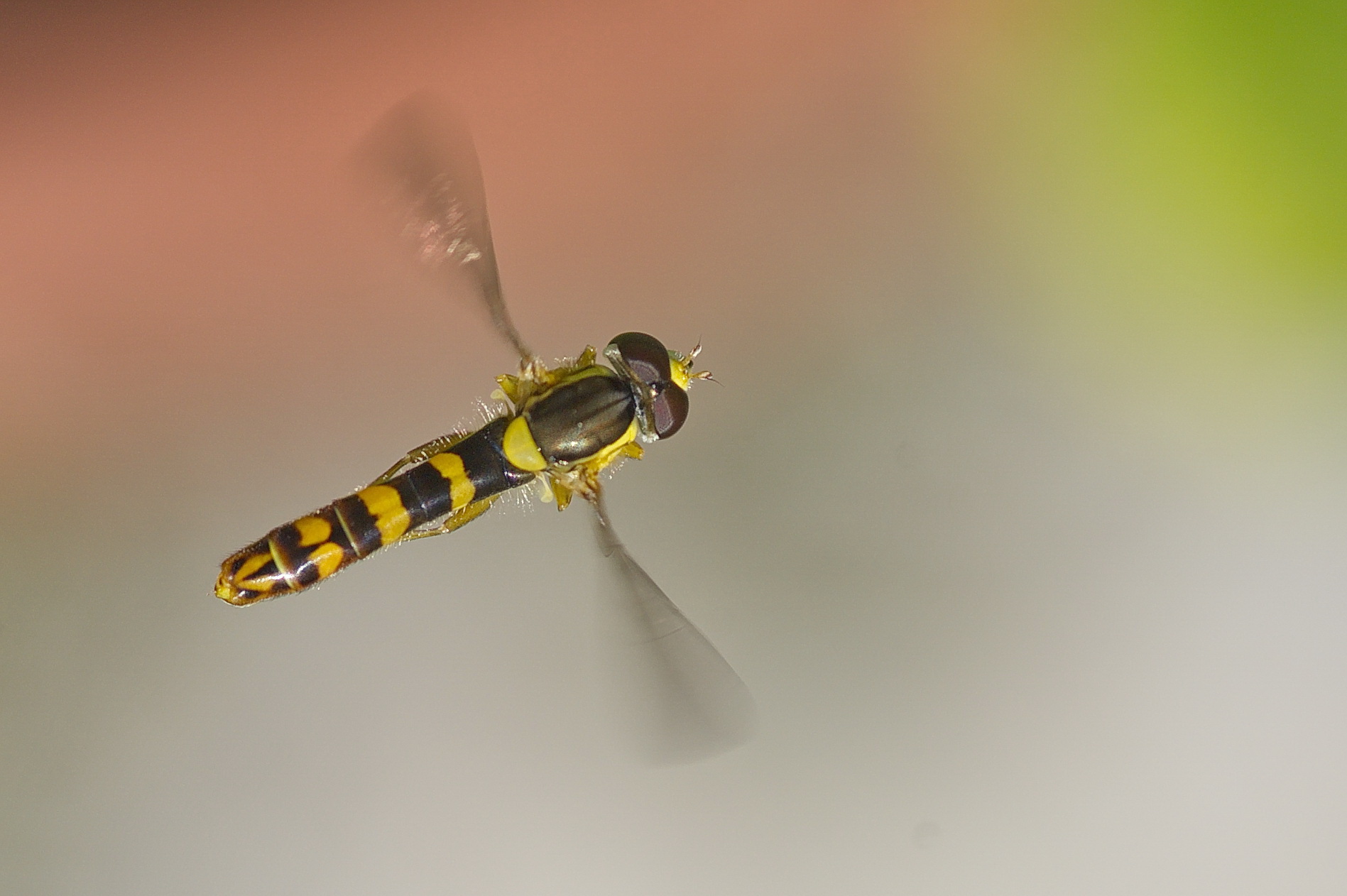 Surveying for hoverflies and trees with Buglife NI and BSBI - Upcoming events related to Buglife