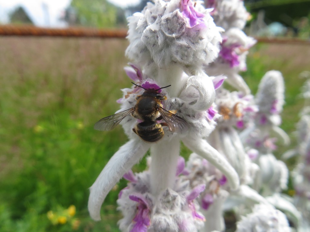 Gardening for Solitary Bees - Buglife Blog - Buglife