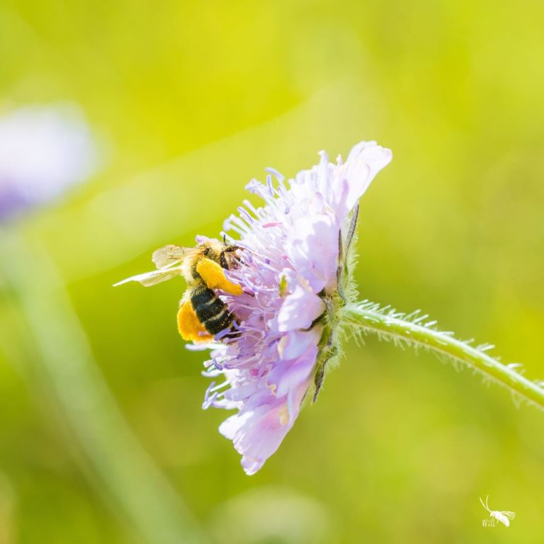 The Legend of the Pantaloon Bee - Buglife Blog - Buglife