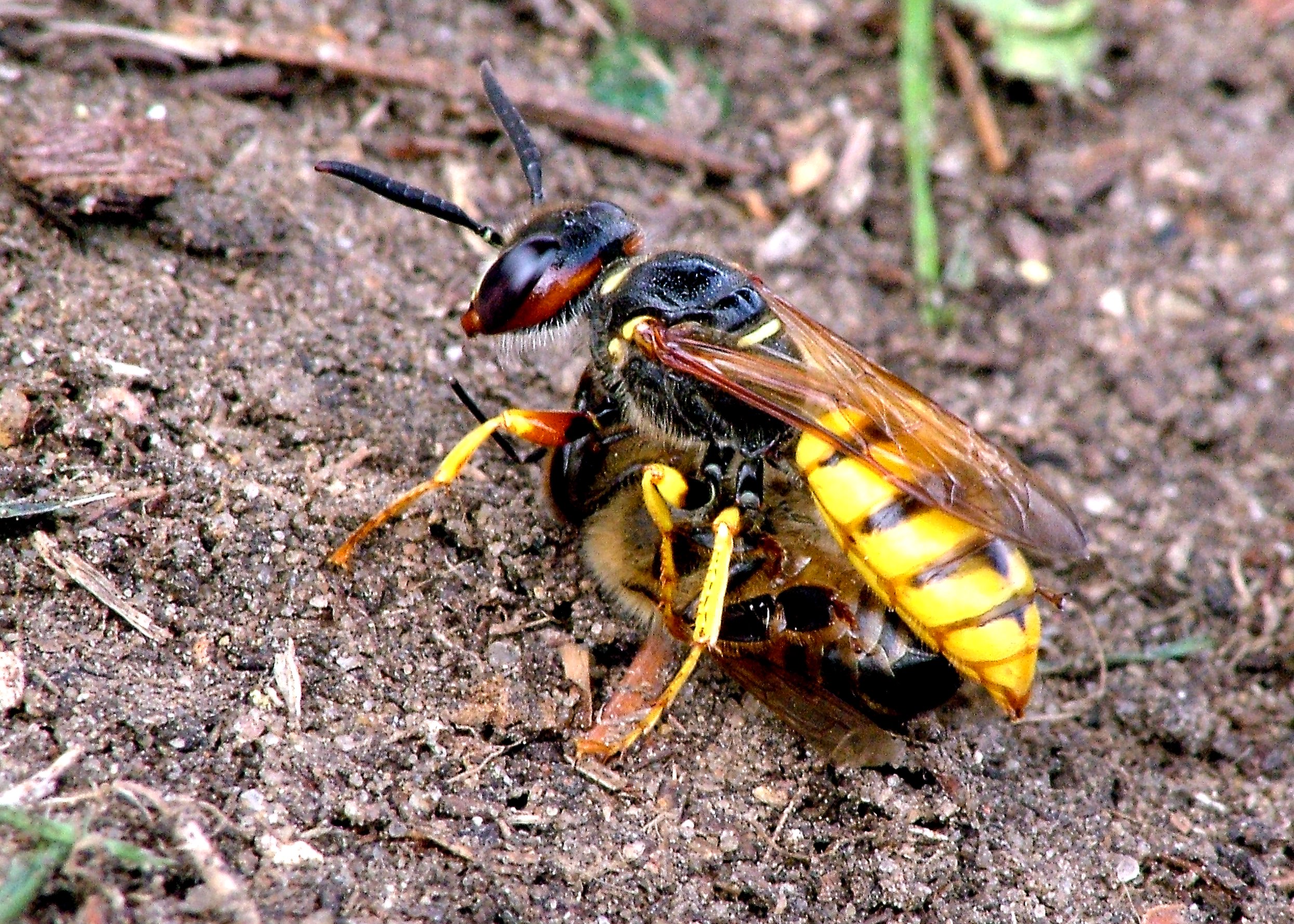 European Bee Wolf - Bug Directory - Buglife