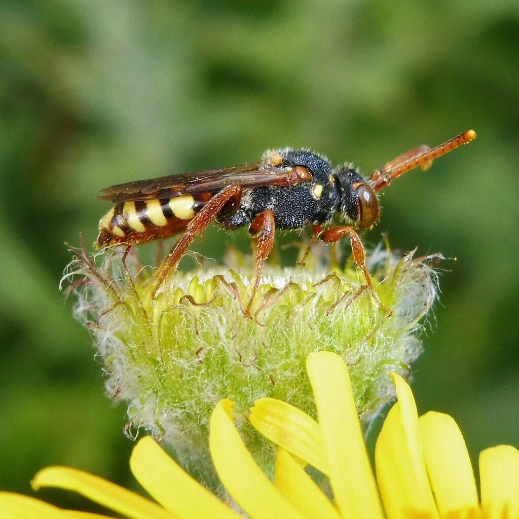 Variable Nomad Bee - Bug Directory - Buglife