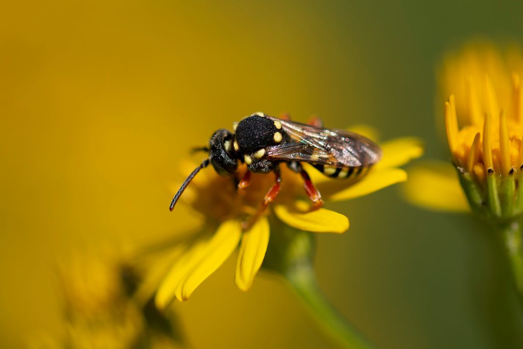 Blunthorn Nomad Bee - Bug Directory - Buglife