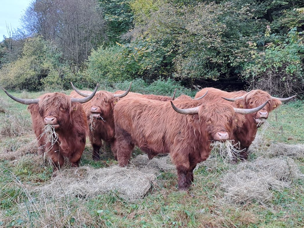 Conservation project delivering for Richmondshire’s pollinators ...