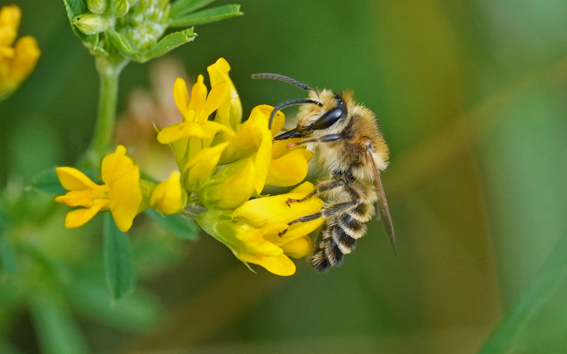 Clover Melitta - Bug Directory - Buglife