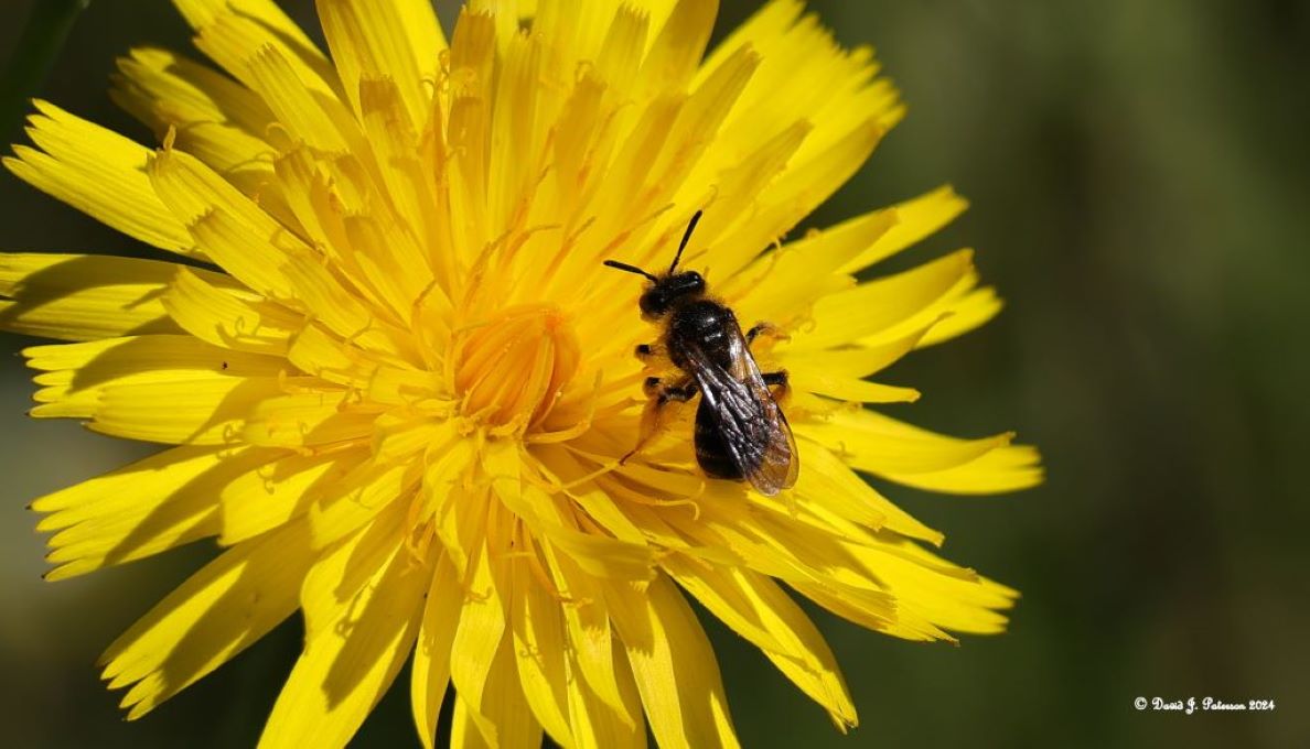 Hawk’s-beard Mining Bee - Bug Directory - Buglife