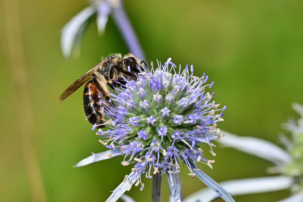 Perkins’ Mining Bee - Bug Directory - Buglife