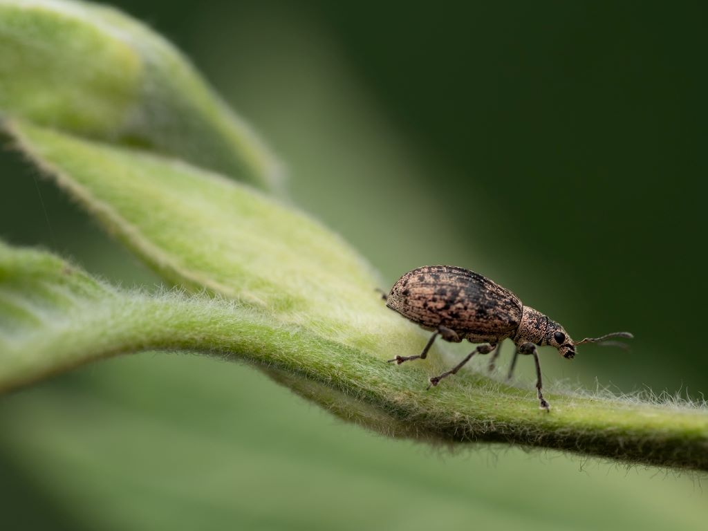 Shutterbugs - Buglife