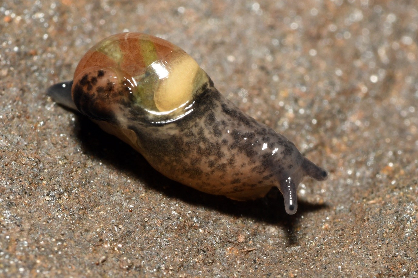 New Semi-slug Found in ‘Welsh Pyrenees’ - Buglife latest news
